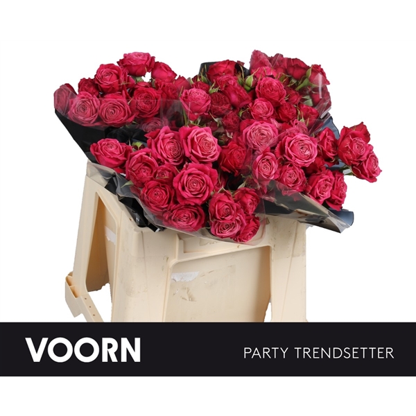 R TR PARTY TRENDSETTER (PARTY 40) - FloraXchange