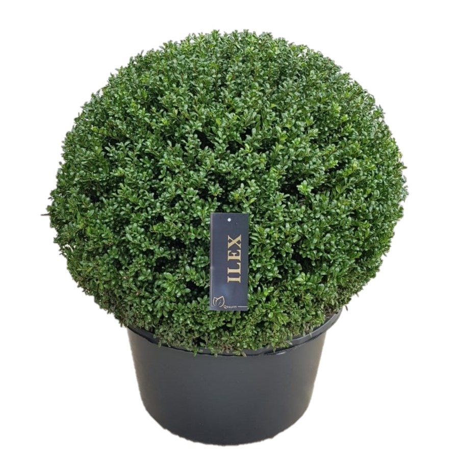 Ilex crenata 'Convexa' Bol p65 (z) 80-+ © (6379655) - FloraXchange