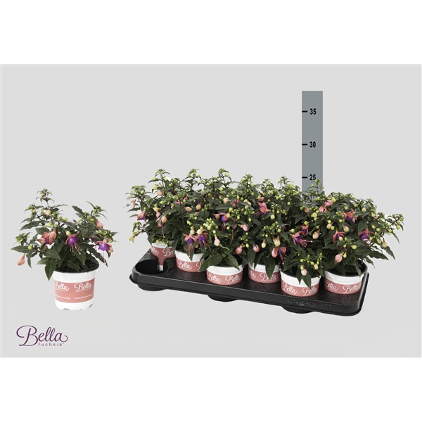 Bella Fuchsia 'Mariska' ( Staand ) (Mariska) - FloraXchange