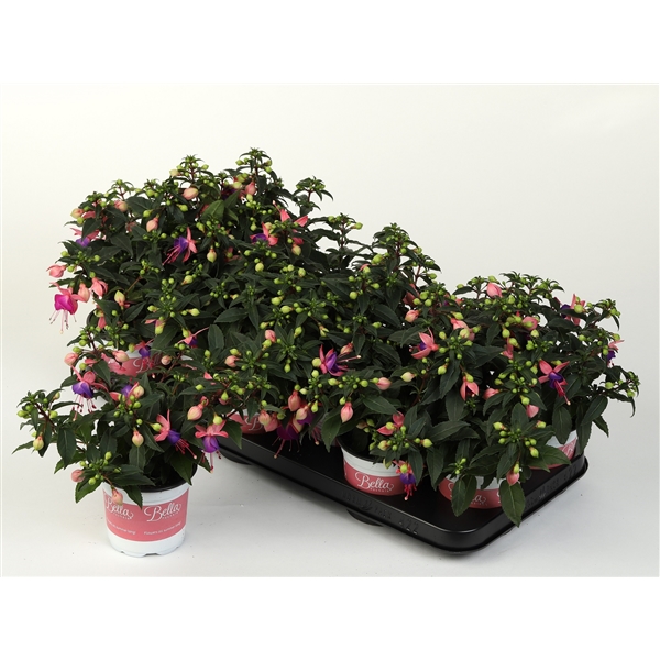 Bella Fuchsia 'Mariska' ( Staand ) (Mariska) - FloraXchange