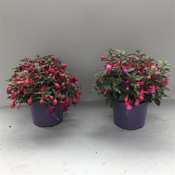 Fuchsia struik 17 cm Ton sur Ton (Fuchsia17tst) - FloraXchange