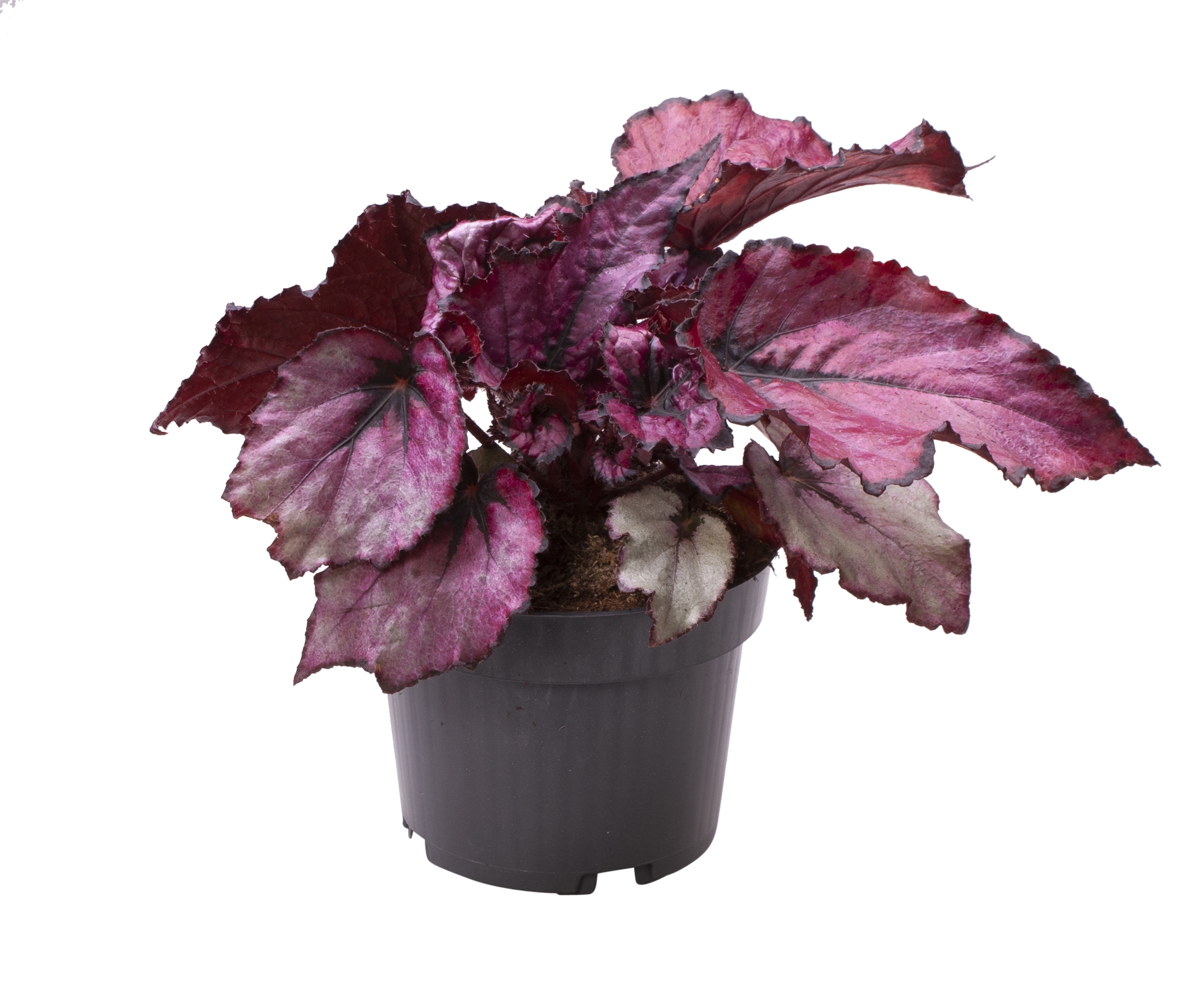Begonia Rex Red Heart (532110) - FloraXchange