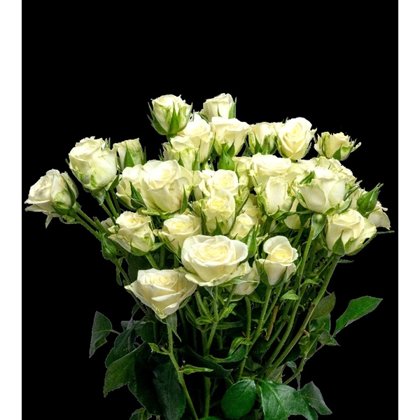 R TR SNOWFLAKE (101726) - FloraXchange