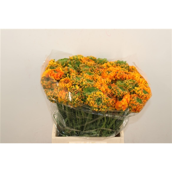 Ranunculus asiaticus Pon Pon Merlino (119860) - FloraXchange