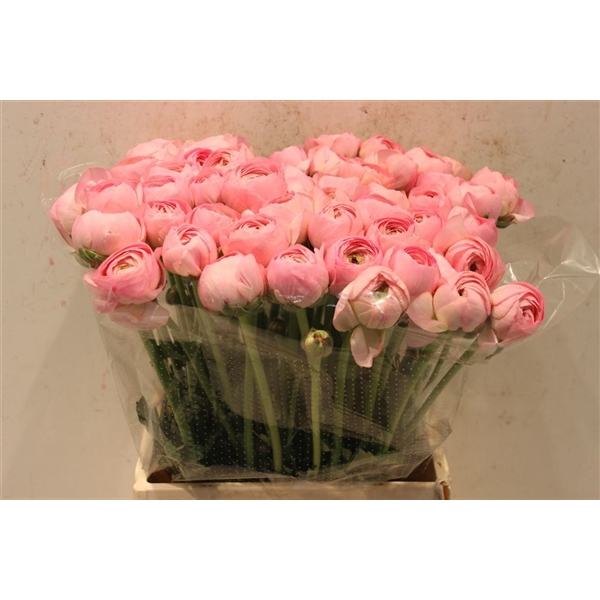 Ranunculus asiaticus Success Venere (121751) - FloraXchange