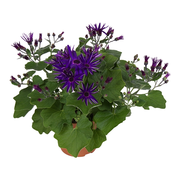 Pericallis Senetti 'Deep blue' (SEDBL0515000) - FloraXchange