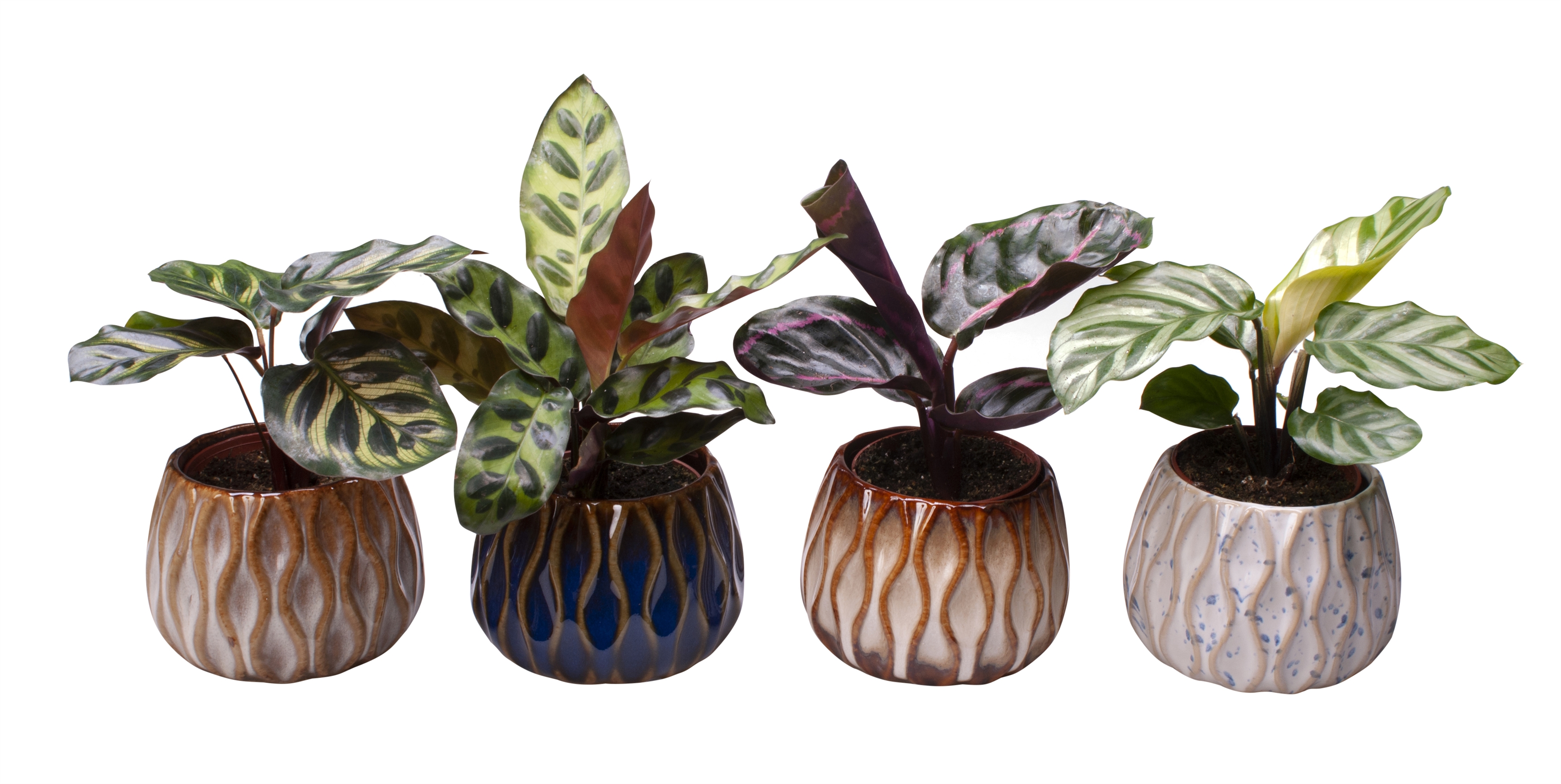 L 65427 with Calathea Mix (65427) - FloraXchange