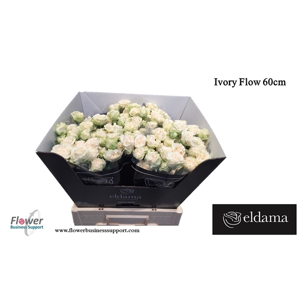 Ivory Flow 60 (ELDIvoryF60) - FloraXchange