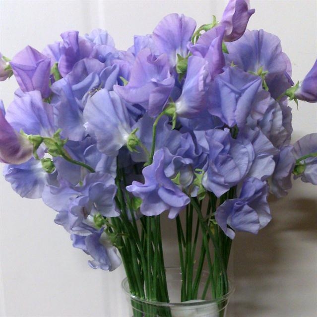 LATHYR WI SUNS LAVEN (1802-2374) - FloraXchange