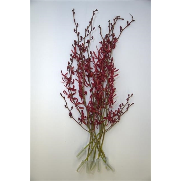 DENDR JAME STORY / ARANTHERA RED (JAME STOREI) - FloraXchange