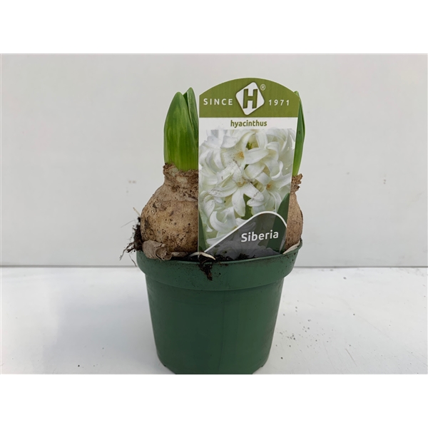 Hyacintus orientalise Siberia (GH10,5Siberia) - FloraXchange