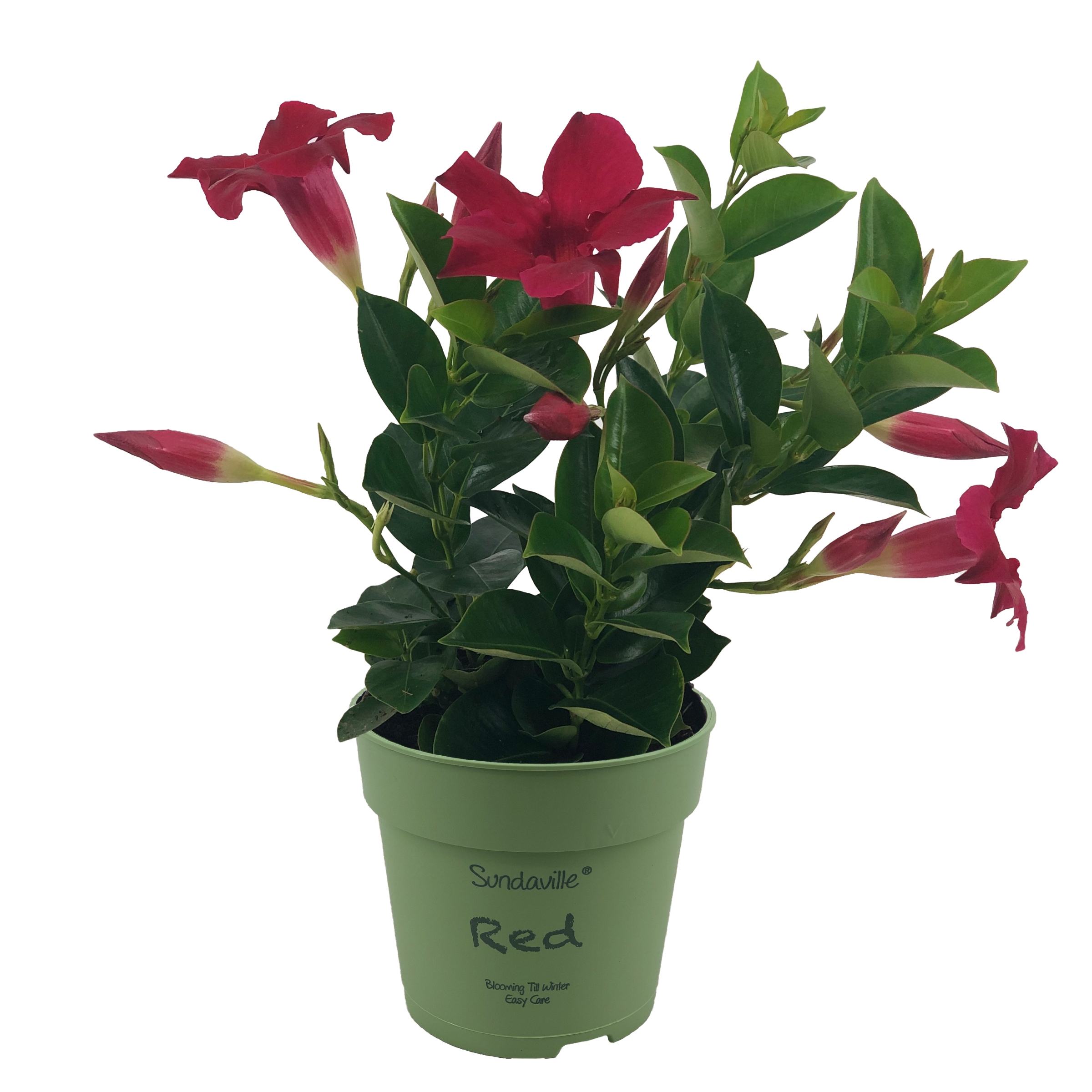 Mandevilla Sundaville Classic Red Bush (Dipladenia) (SV-R-12 ...