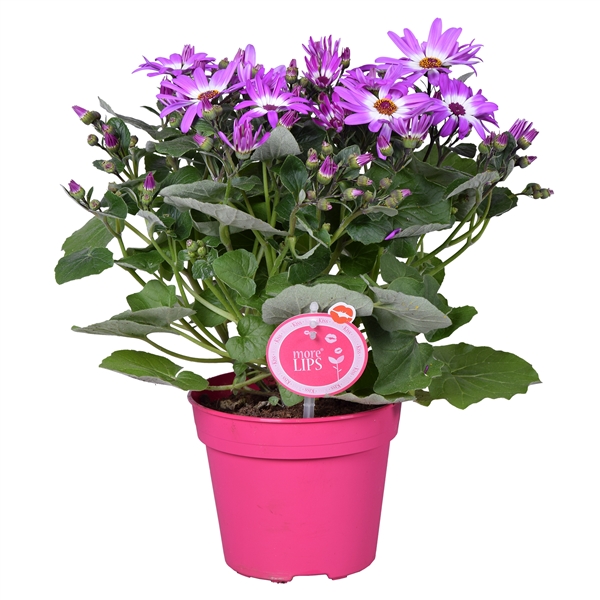 MoreLIPS® Senetti Pink Bicolor (Pericallis Cruentus) (ML012-15113 ...