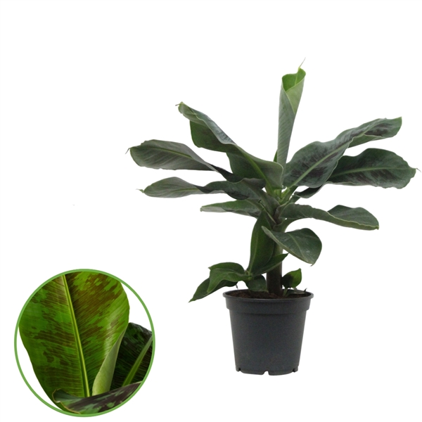 Musa Oriental Dwarf (8240MUS17) - FloraXchange