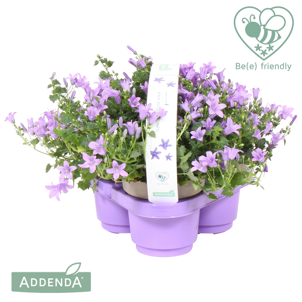Campanula Ambella® Lavender 3 Pack (CE2491) - FloraXchange