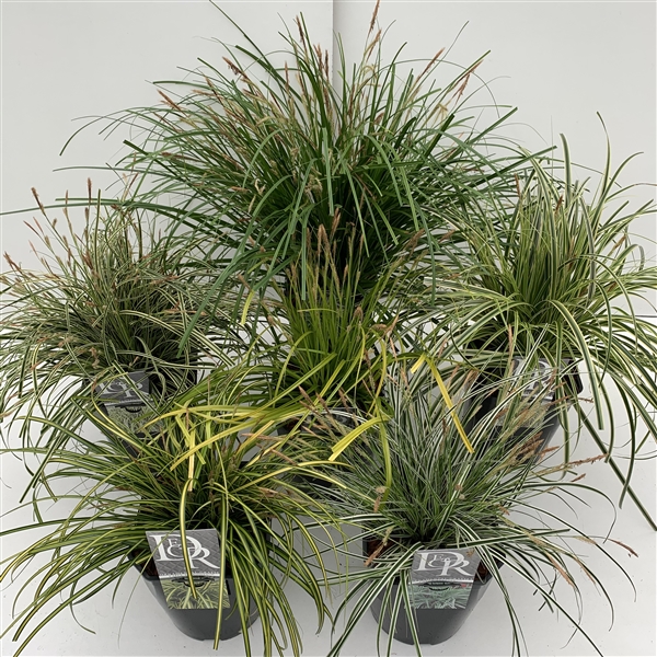 Carex mix (915) - FloraXchange