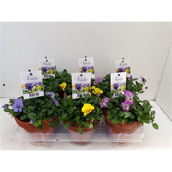 Viola mixtray Endurio F1 in p13 stenen pot (24680-2) - FloraXchange