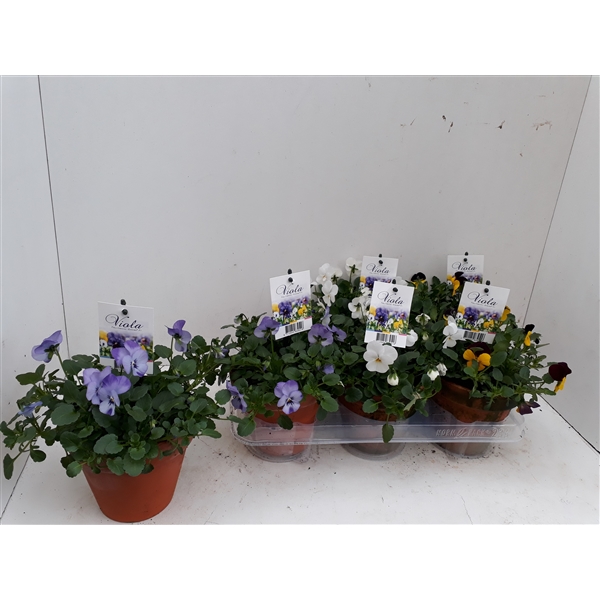 Viola mixtray Endurio F1 in p13 stenen pot (24680-2) - FloraXchange