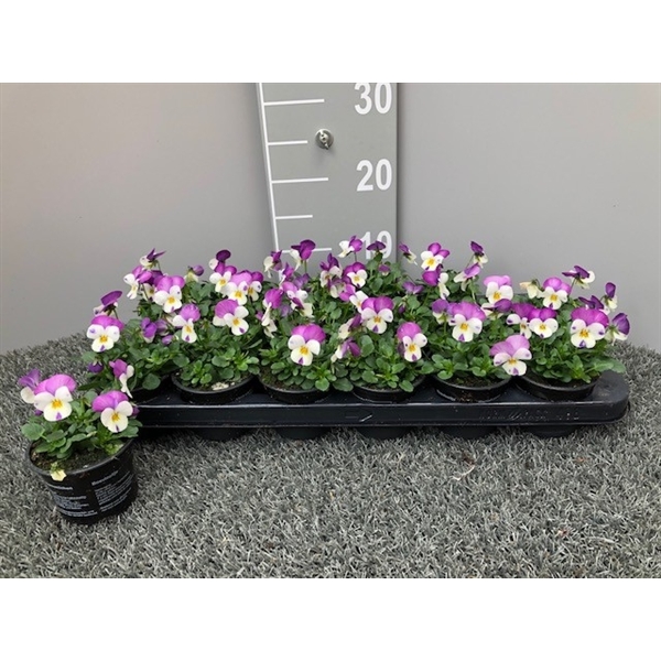 Viola cornuta Pink Wing (V4) - FloraXchange