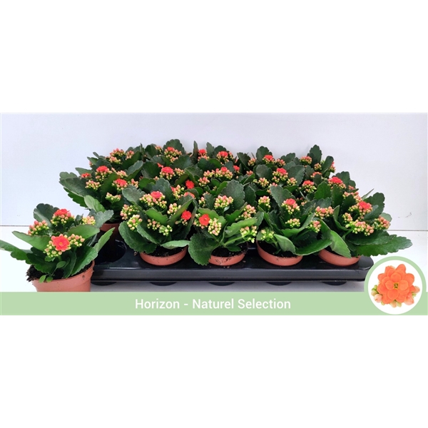 Kalanchoë dubbelbloemig ORANJE - geen hoes (9-kal-ora-gh) - FloraXchange