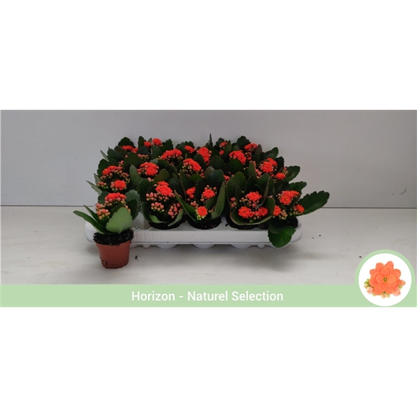 Kalanchoë dubbelbloemig ORANJE - geen hoes (6-kal-ora-gh) - FloraXchange