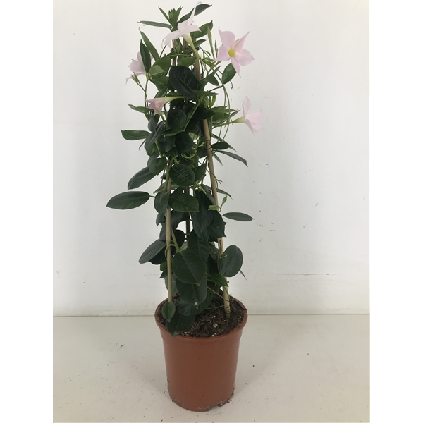 p19 Mandevilla rio white pyramide (37) - FloraXchange