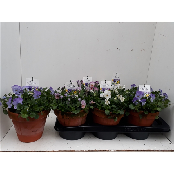 Viola mixtray Endurio F1 in p17 stenen pot (24680-4) - FloraXchange
