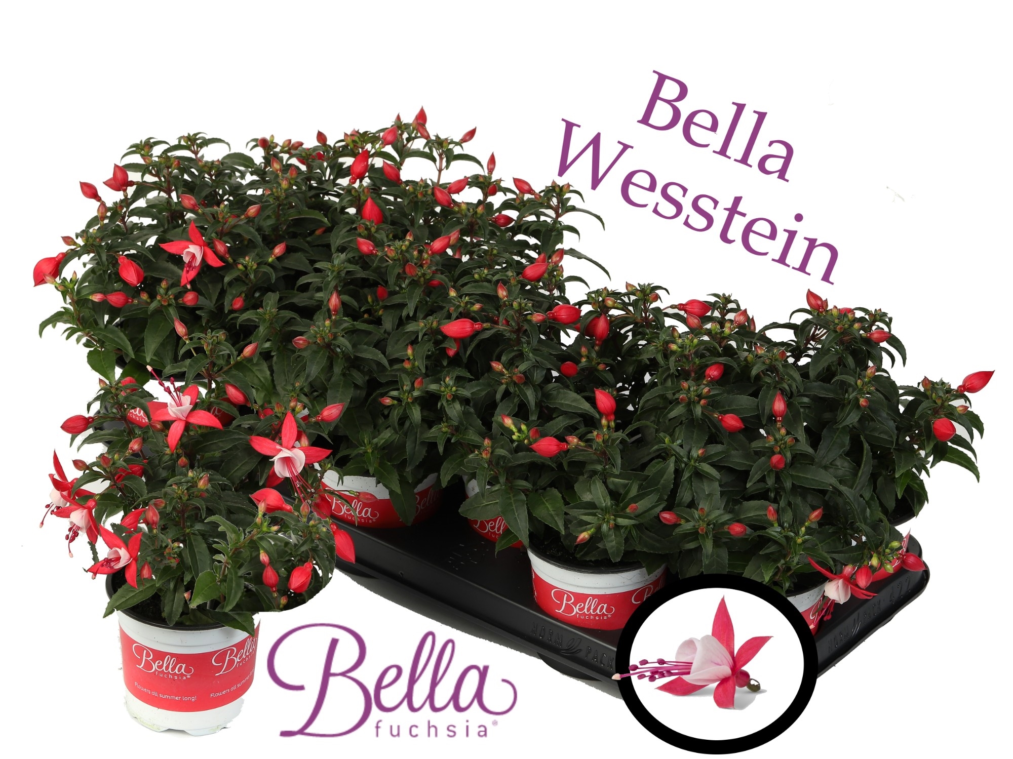 Bella Fuchsia 'Evita' ( Staand ) (Evita) - FloraXchange