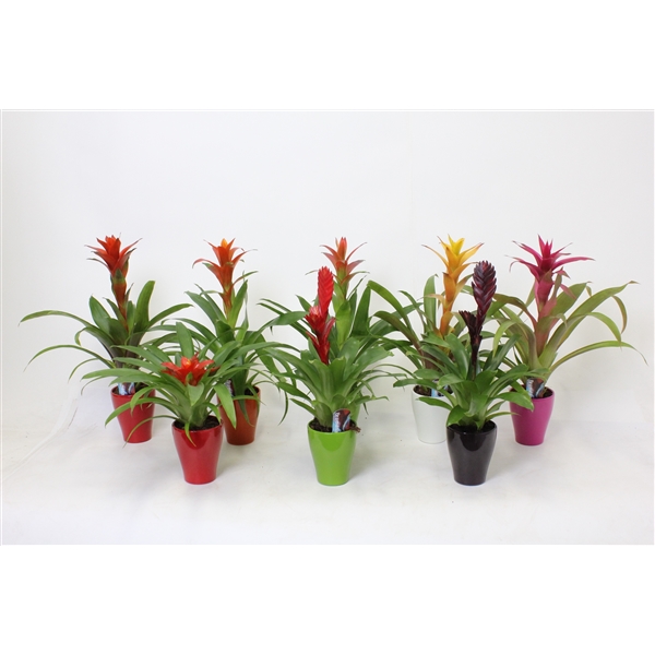Bromelia mix in Carly Keramiek (Brom Carly) - FloraXchange