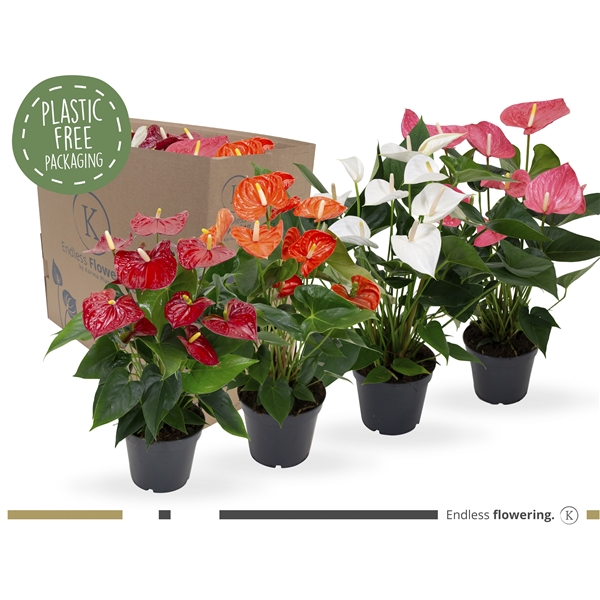 KARMA - Fan XL Mix Anthurium | Plastic Free | 17cm (354XLMIX17GFL ...