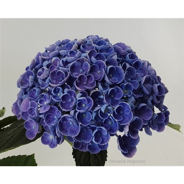 Hydrangea Hovaria Hopcorn (HOPC143557) - FloraXchange