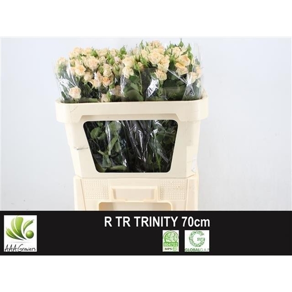 R TR TRINITY 50CM (R TR TRINI 50) - FloraXchange