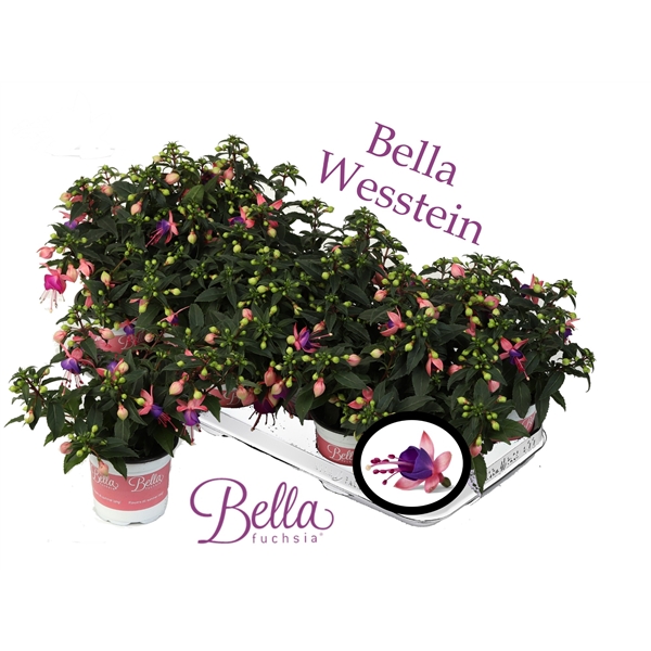 Bella Fuchsia 'Mariska' ( Staand ) (Mariska) - FloraXchange
