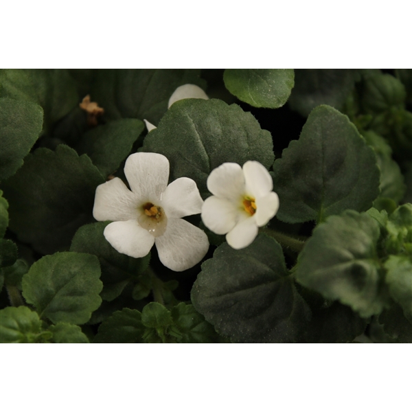 Sutera diffusus Arusha (010) - FloraXchange