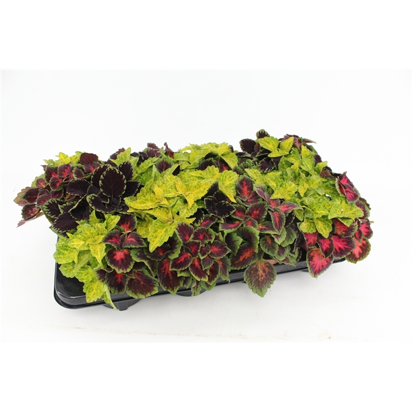 Coleus Carnaval (COLCAR) - FloraXchange