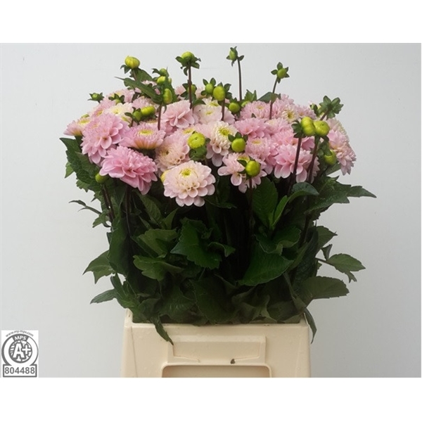 Dahlia Wizard of Oz (105249) - FloraXchange Dahlia Wizard of Oz (105249) - FloraXchange