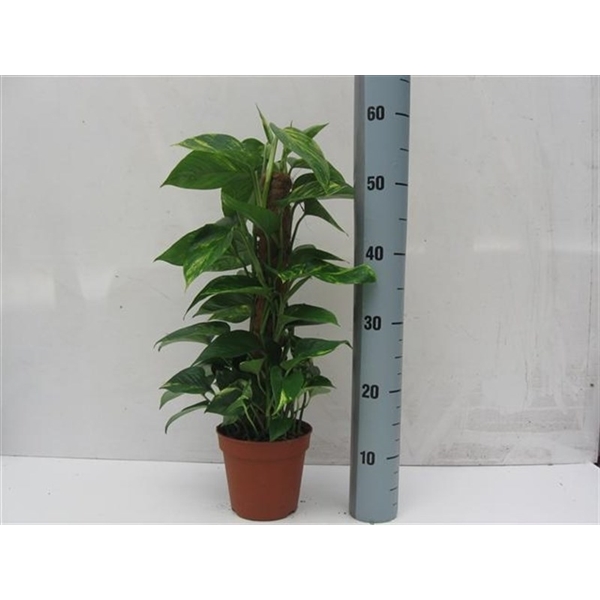 Epipremnum pinnatum mosstok (Epiprmos15) - FloraXchange