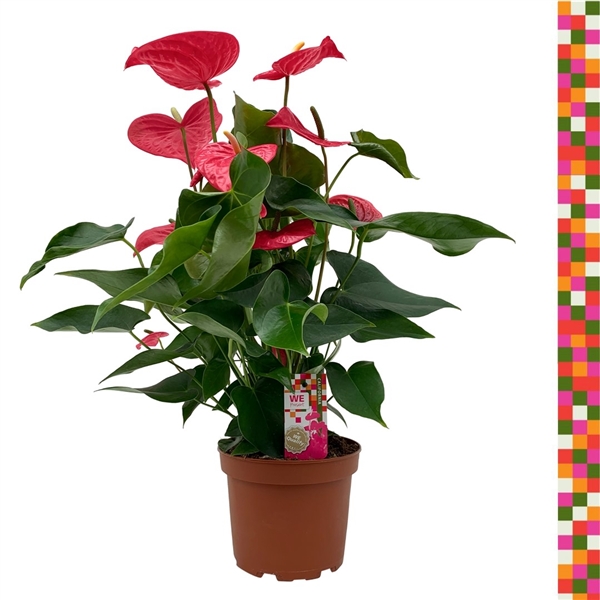 Anthurium California 17cm (117976) - FloraXchange