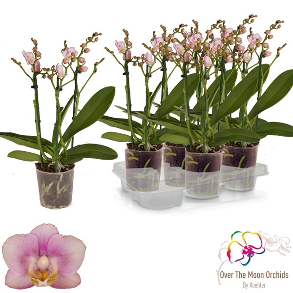 Chanel 7 phal multi 3-tak 30-45 knop (N12032603) - FloraXchange