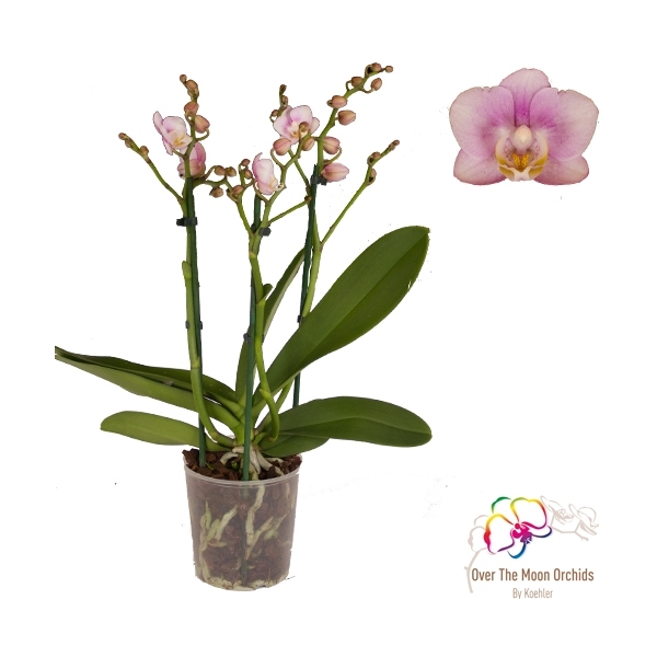 Chanel 7 phal multi 3-tak 30-45 knop (N12032603) - FloraXchange