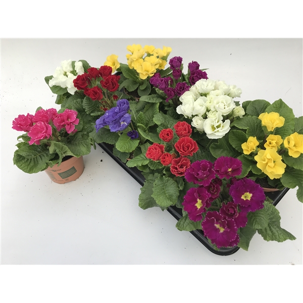 Primula acaulis Baroque dubbel Lookandtaste (1012) - FloraXchange