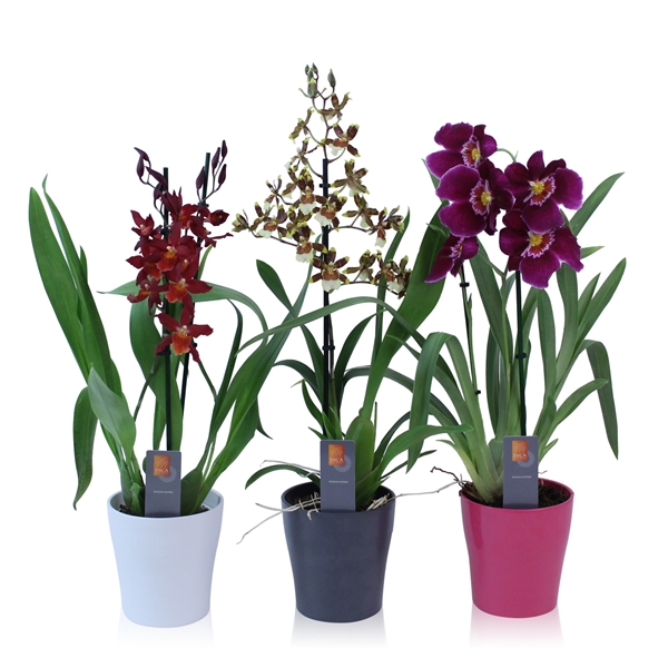 Orchid mix 1 spike 35-50 cm mixed colours ceramic (OMI1T405514 ...