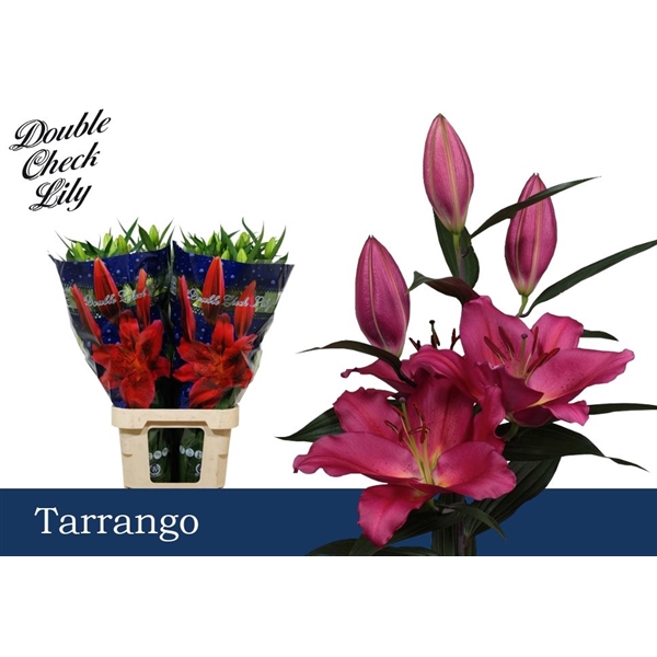 LI OR Tarrango 4+ (TAR55A) - FloraXchange