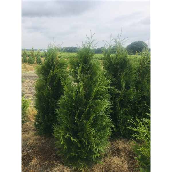 Thuja plicata 'Martin', plantmaat 140-160 (martin29-150) - FloraXchange