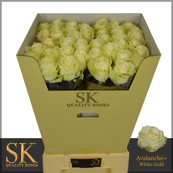 SK Roses White Gold 90cm (11-90-33-577) - FloraXchange