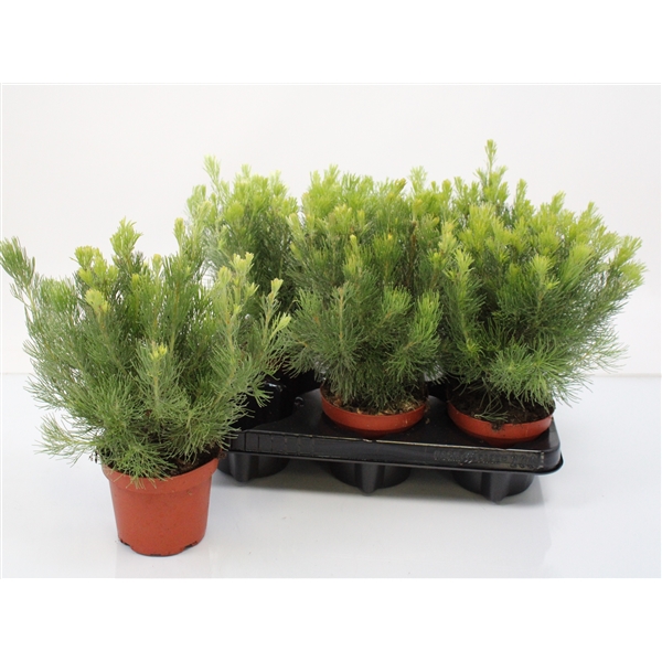 Adenanthos sericeus Woolly Bush (ade12bsh) - FloraXchange