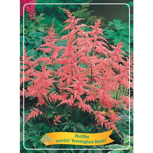 Astilbe 'Bressingham Beauty' P11 (ASTBRES) - FloraXchange