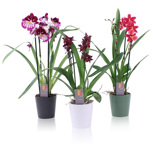 Inca Orchidee mix deluxe 2+ spike 9cm Ceramic (omx2t9lks) - FloraXchange