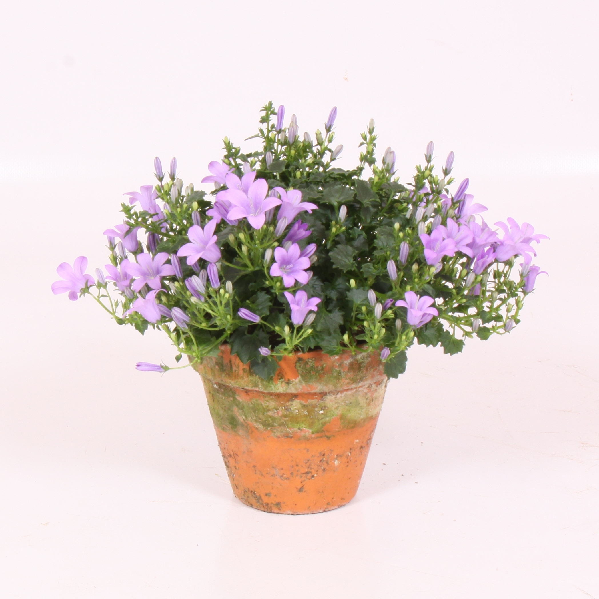 Campanula Ambella® Lavender' in stenen pot ' (AC0301210034) - FloraXchange