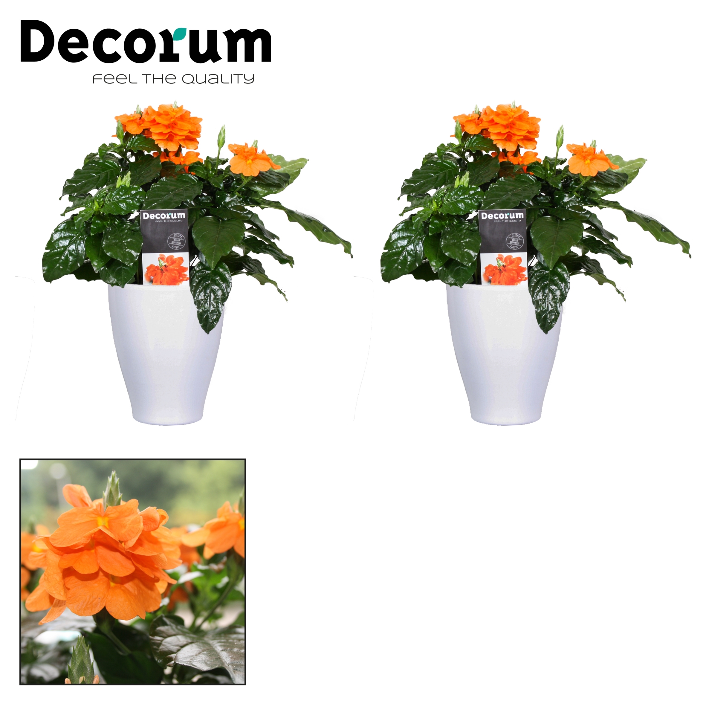 Crossandra Fortuna Carly "White" (DCro13100) - FloraXchange